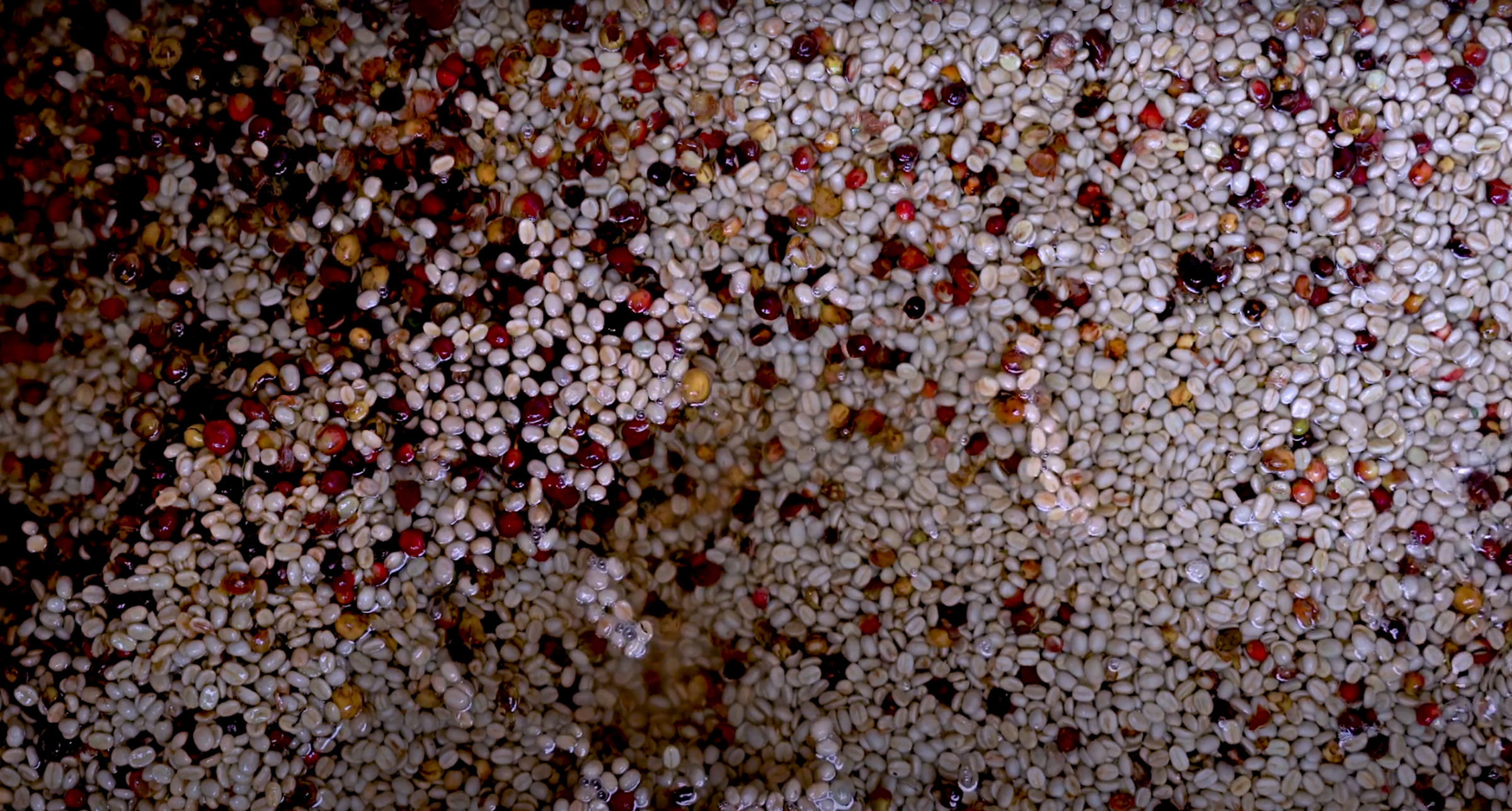 การเดินทางของเมล็ดกาแฟ - Coffee Processing - cafn.co